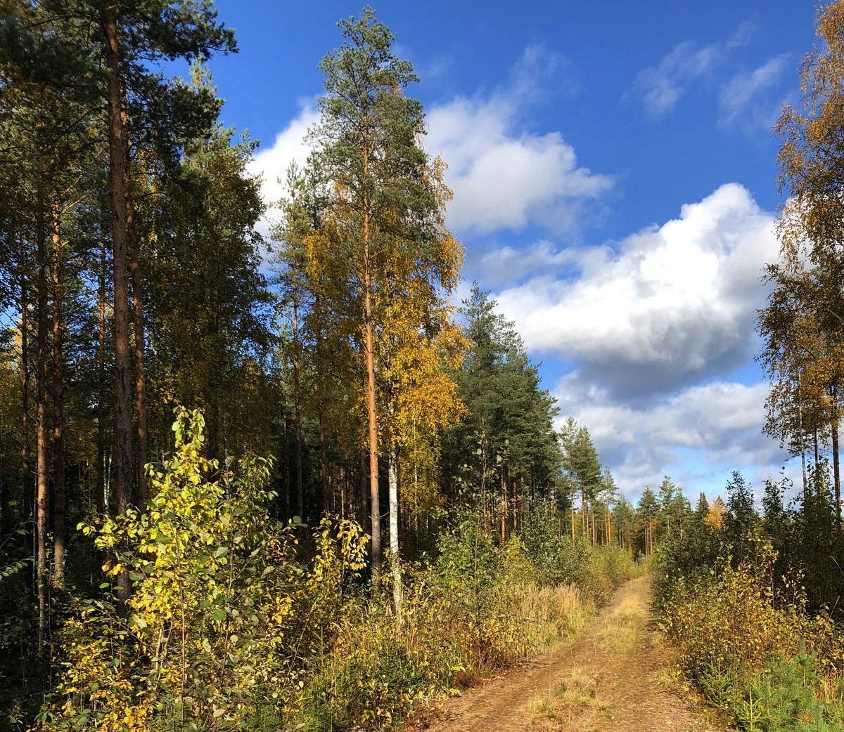 5 Ways to Enjoy the Countryside While Studying Abroad in Finland | ISEP ...